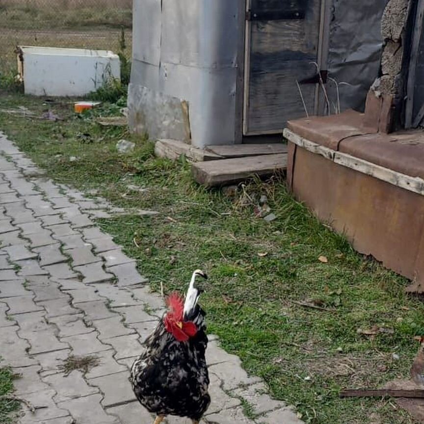 Продаю кур несушек и Петуха все молодые куры несут