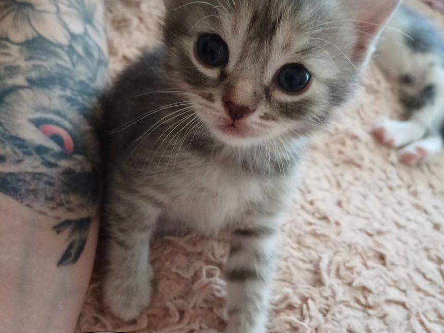 Британские котята