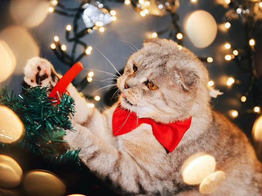 Sos Кот в добрые руки бесплатно