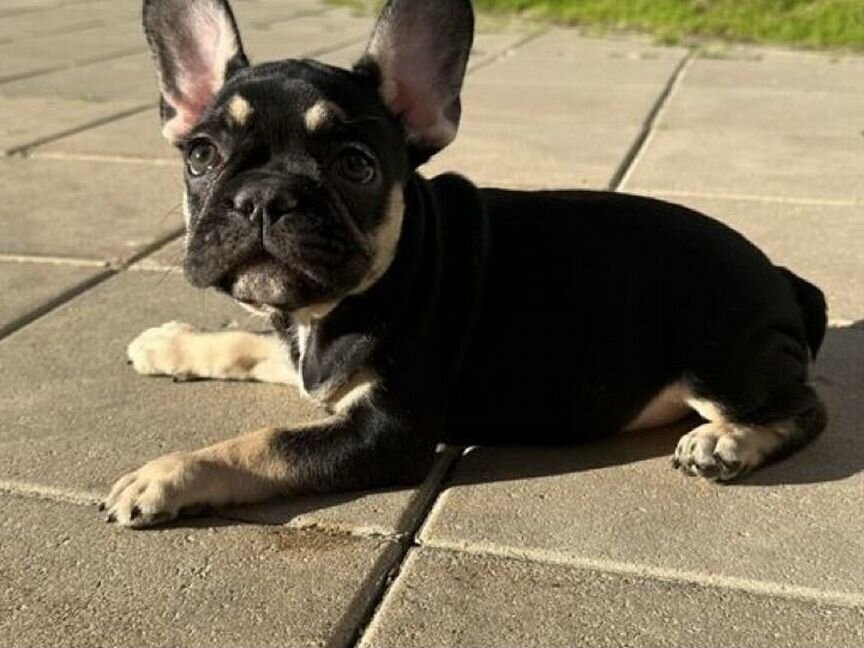 Французский бульдог щенки девочка