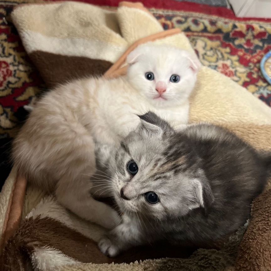 Котята