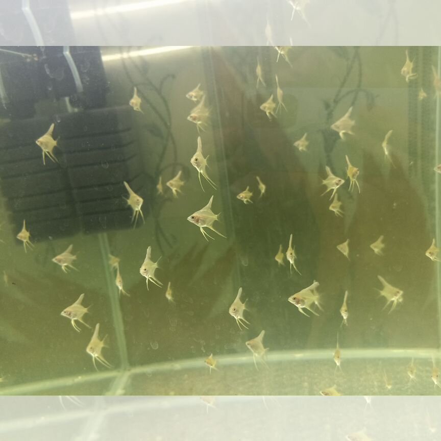 Скалярия золотая