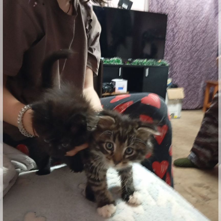 Мейн-кун котёнок