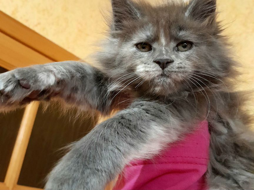 Дымная красавица