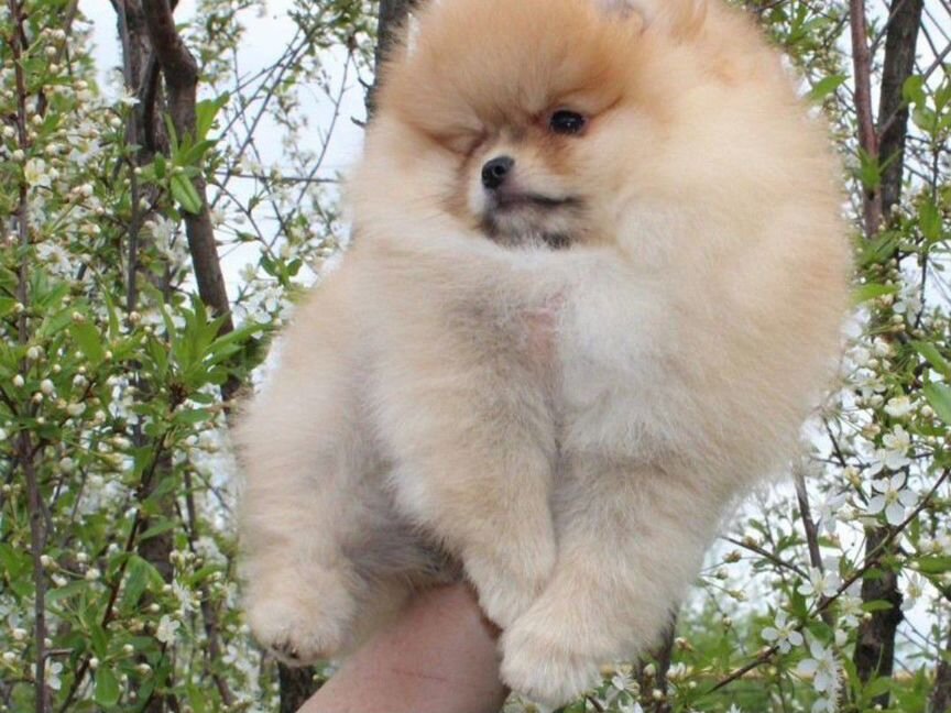Померанский шпиц мини