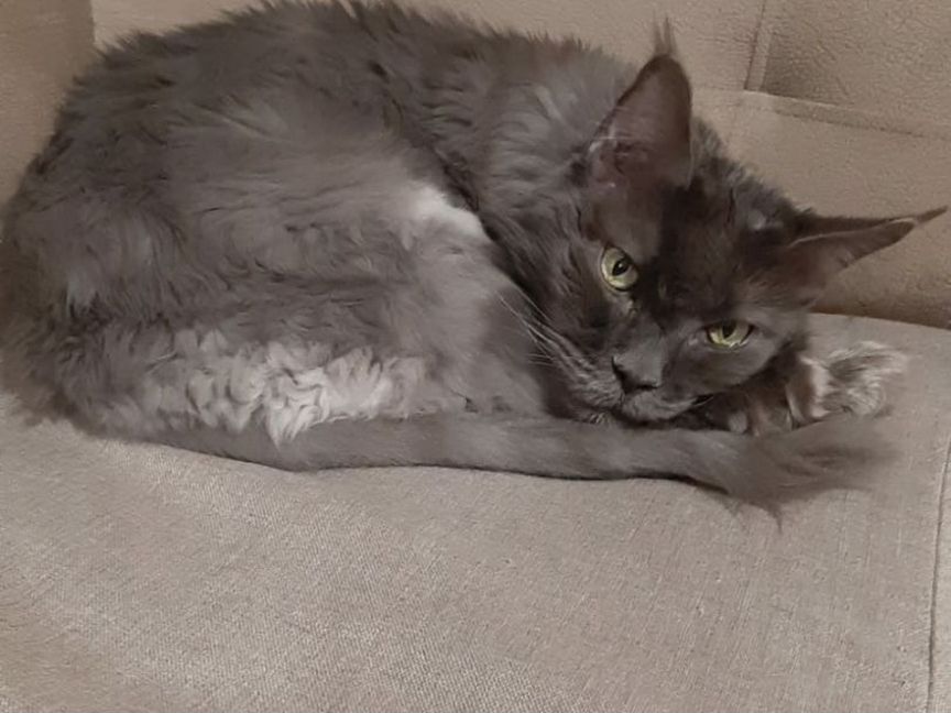 Кошка Лора в дар