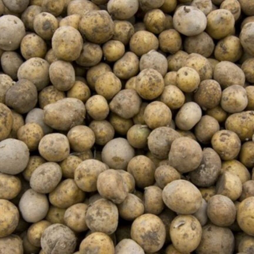 Картофель мелкий на корм скоту