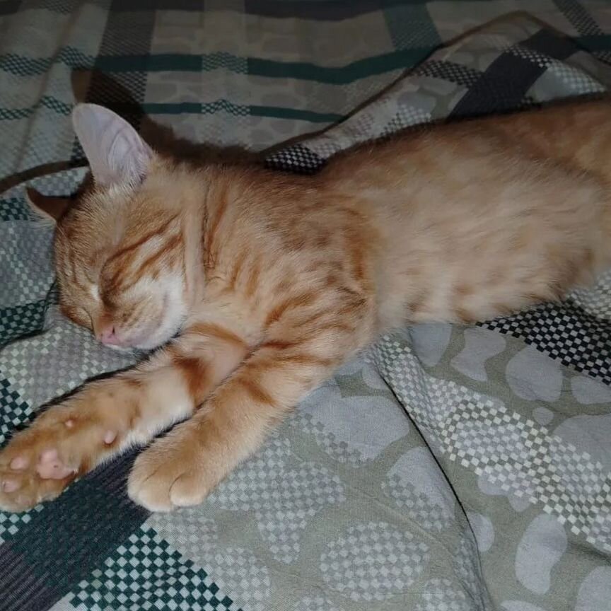 Котёнок в добрые руки