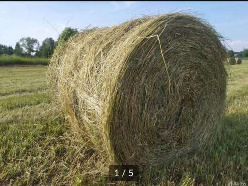 Сено в рулонах