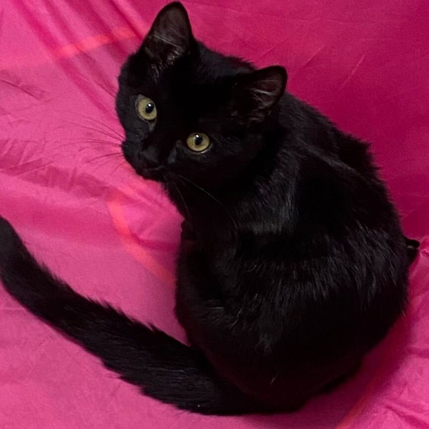 Черная кошка