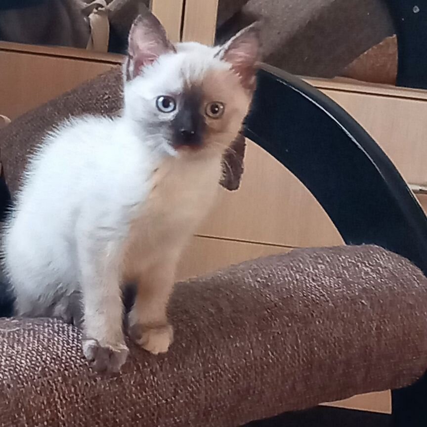 Кошки в добрые руки бесплатно