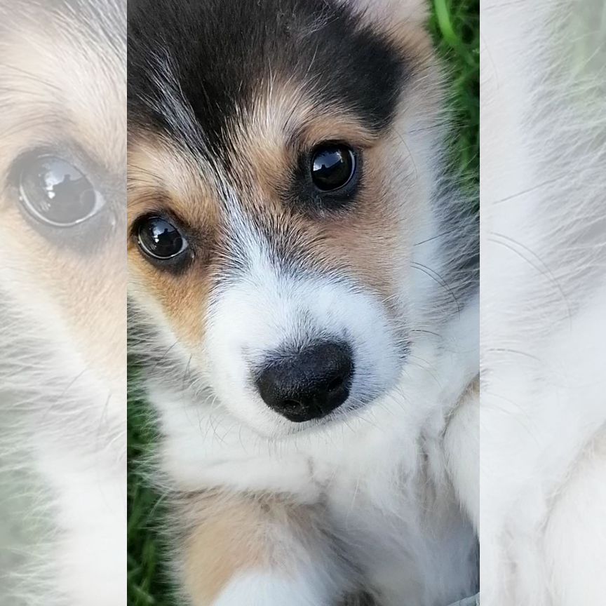 Вельш-корги пемброк