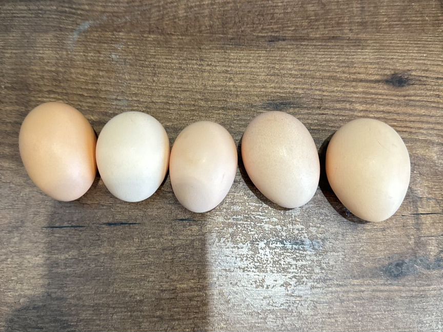 Инкубационное яйцо брама