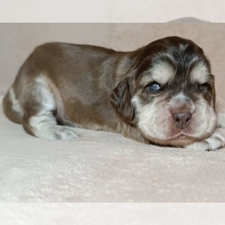 Английский кокер-спаниель, щенок