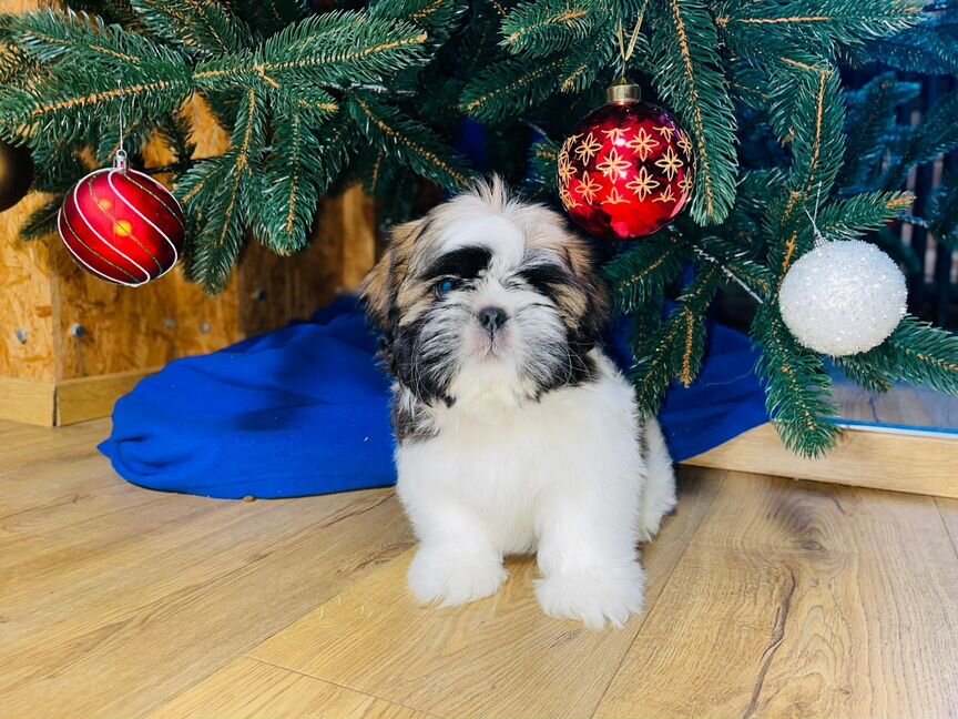 Только любить и кормить (полностью привит)