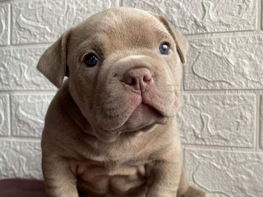 Американский булли покет