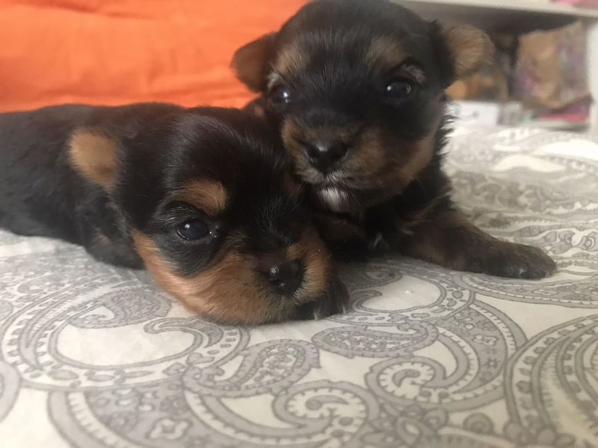 Йоркширский терьер щенки