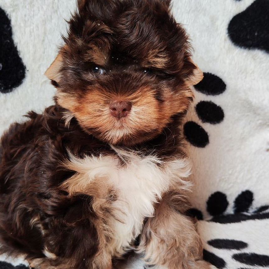 Шоколадный мальчик