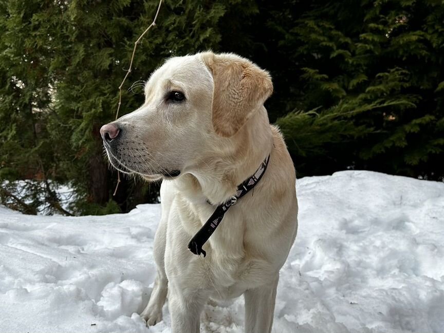 Лабрадор палевый