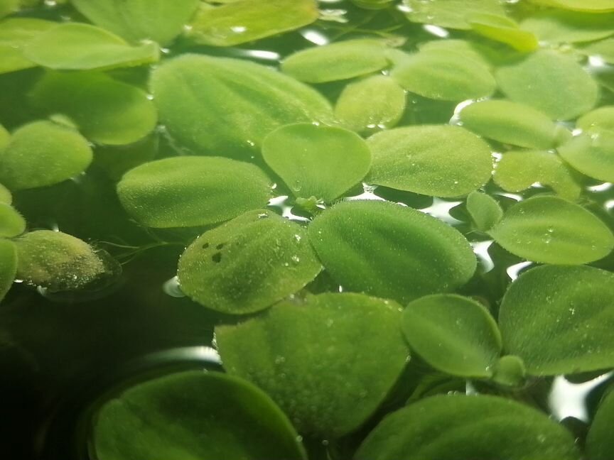 Аквариумные растения, катушки