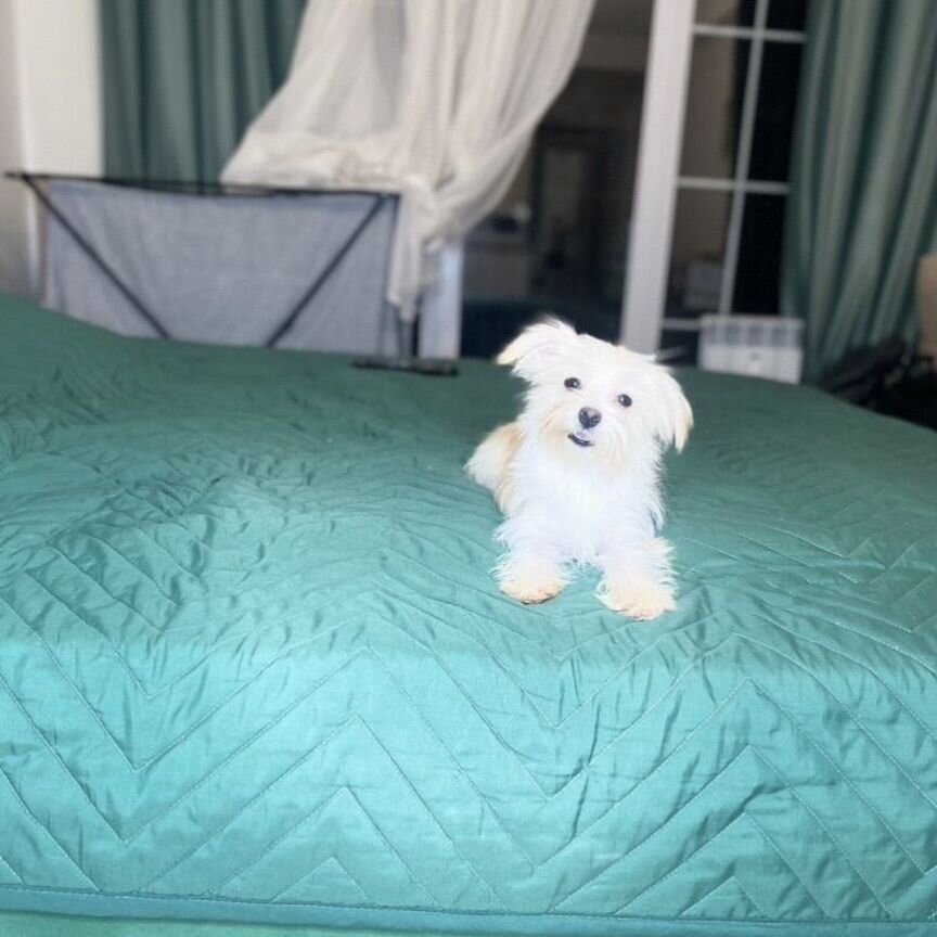 Мини болоночка