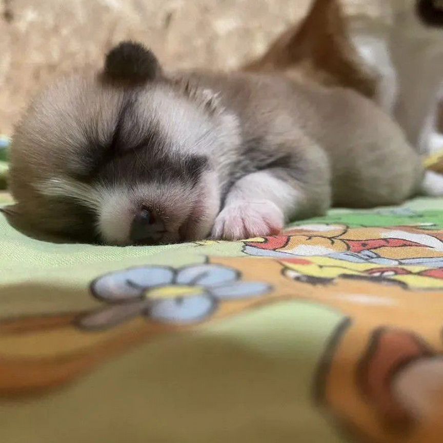 Вельш Корги Пемброк, щенок