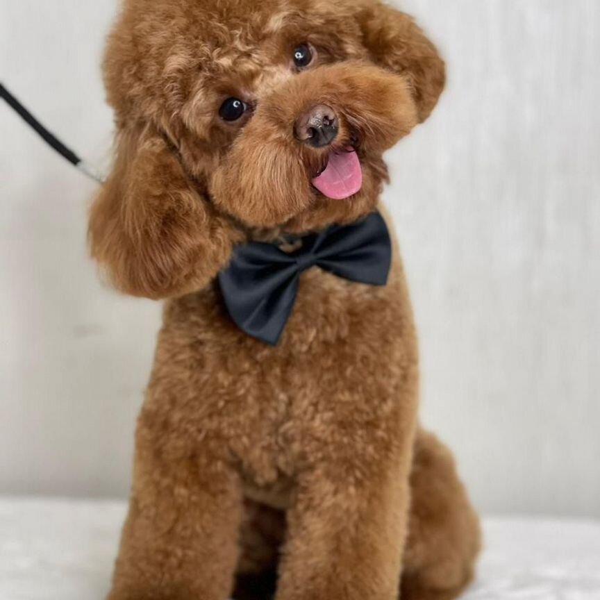 Той-пудель вязка