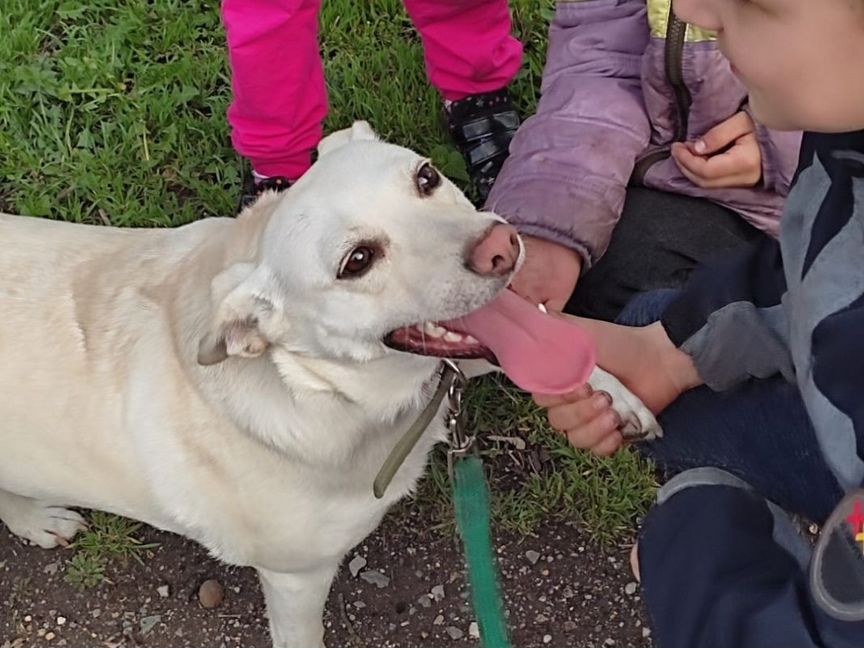 Стерилизованная собачка ищет дом