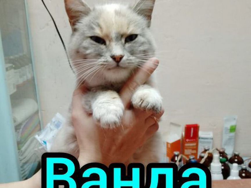Кошечка