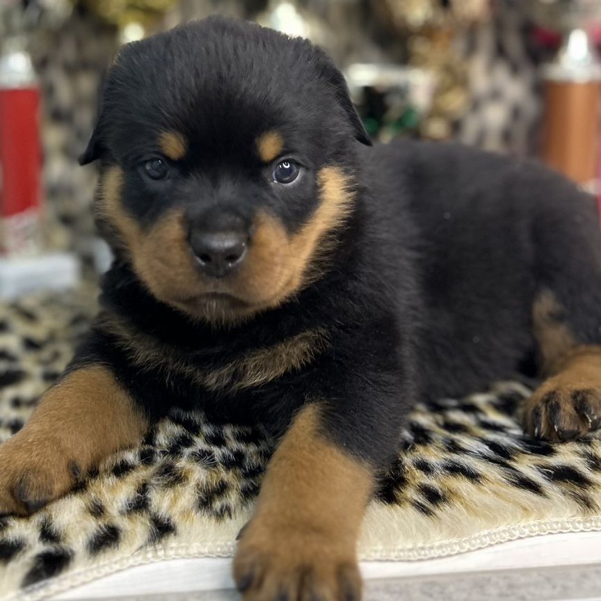 Ротвейлер, щенок