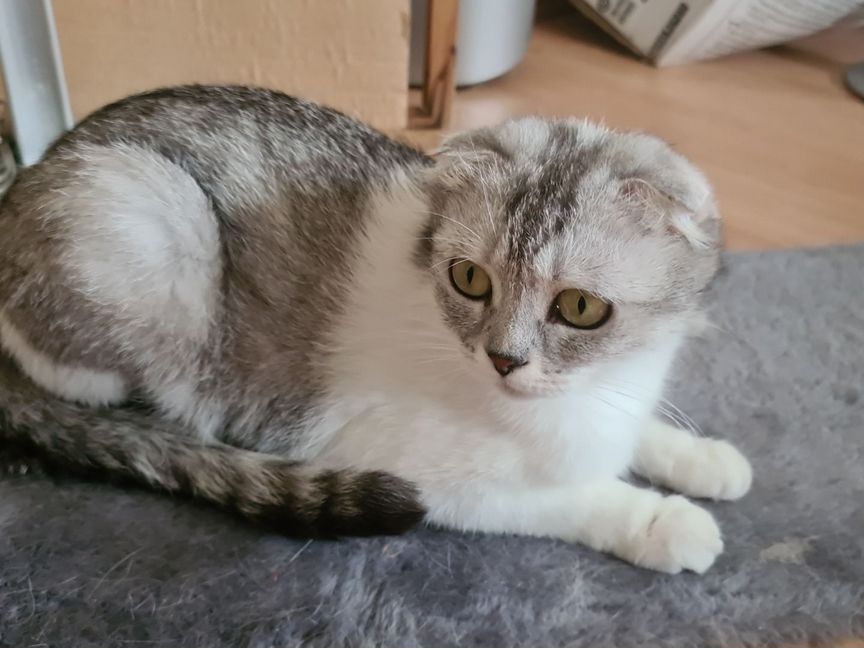 Шотландские вислоухие кошечки бесплатно