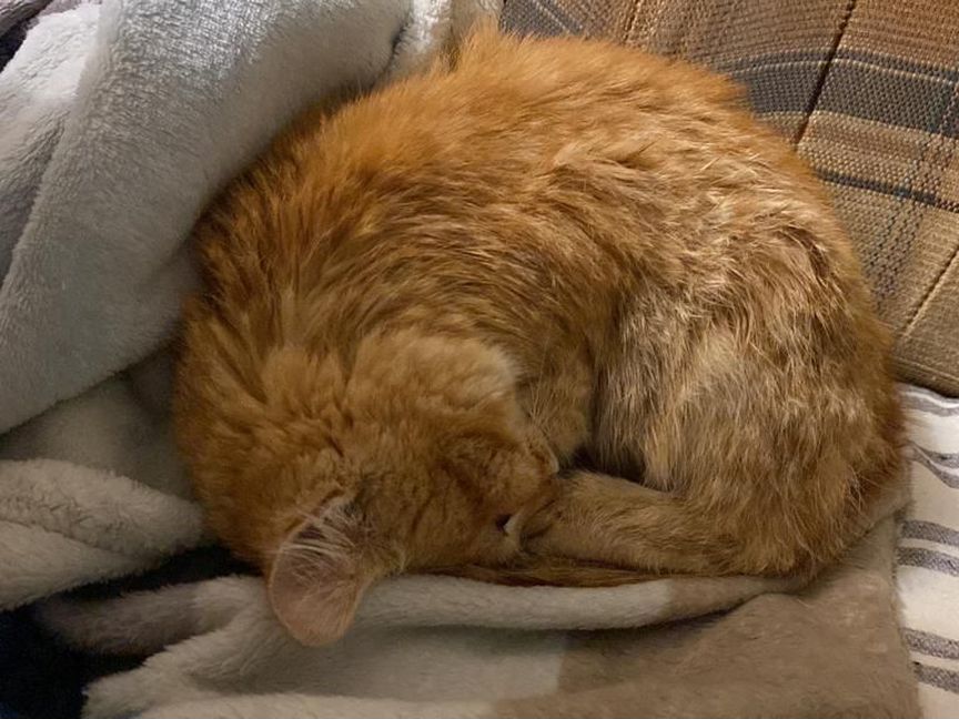 Рыжий котенок