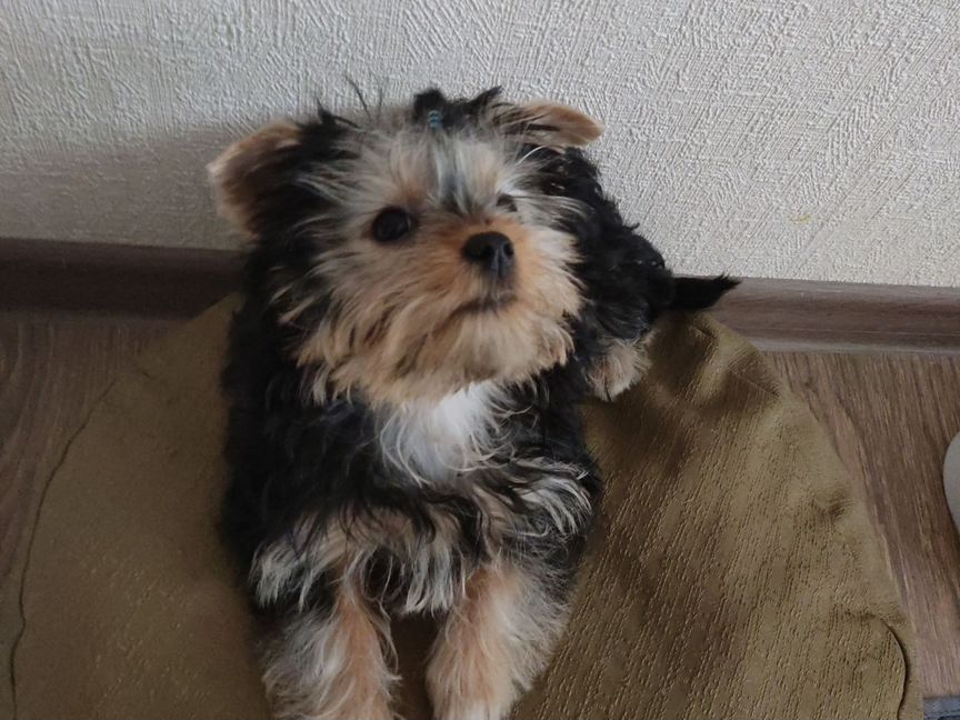 Собака йокширский терьер