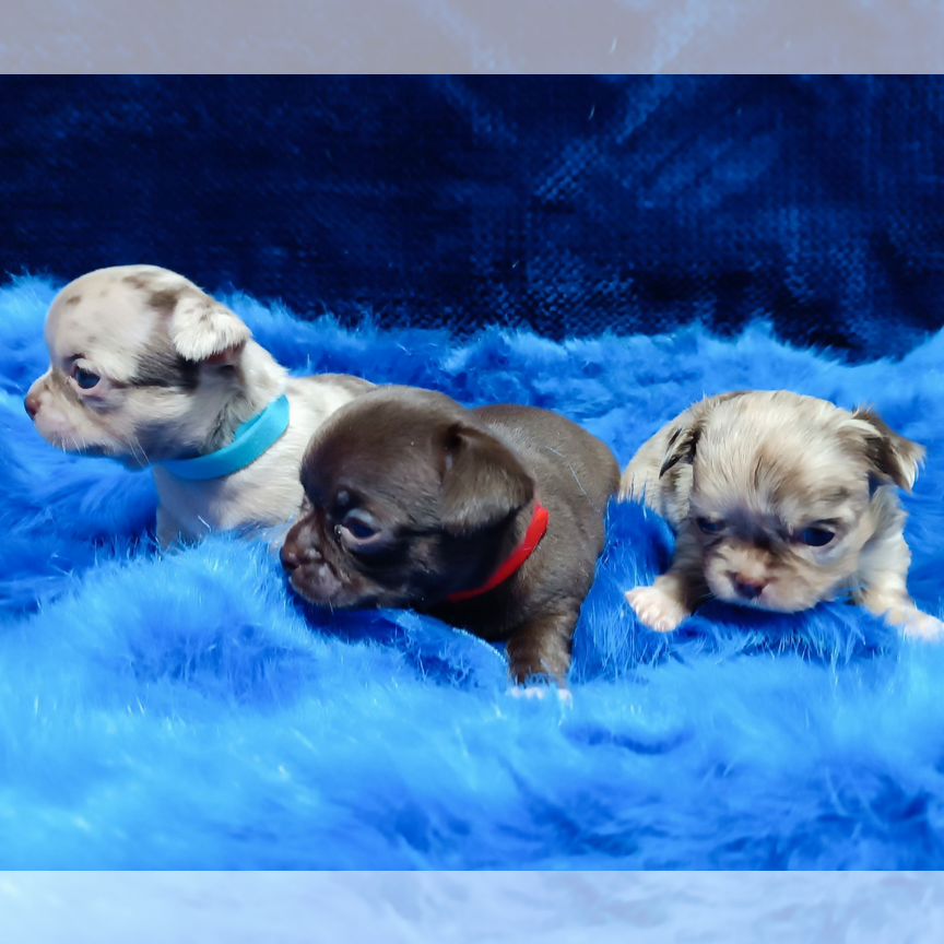 Чихуахуа, щенок