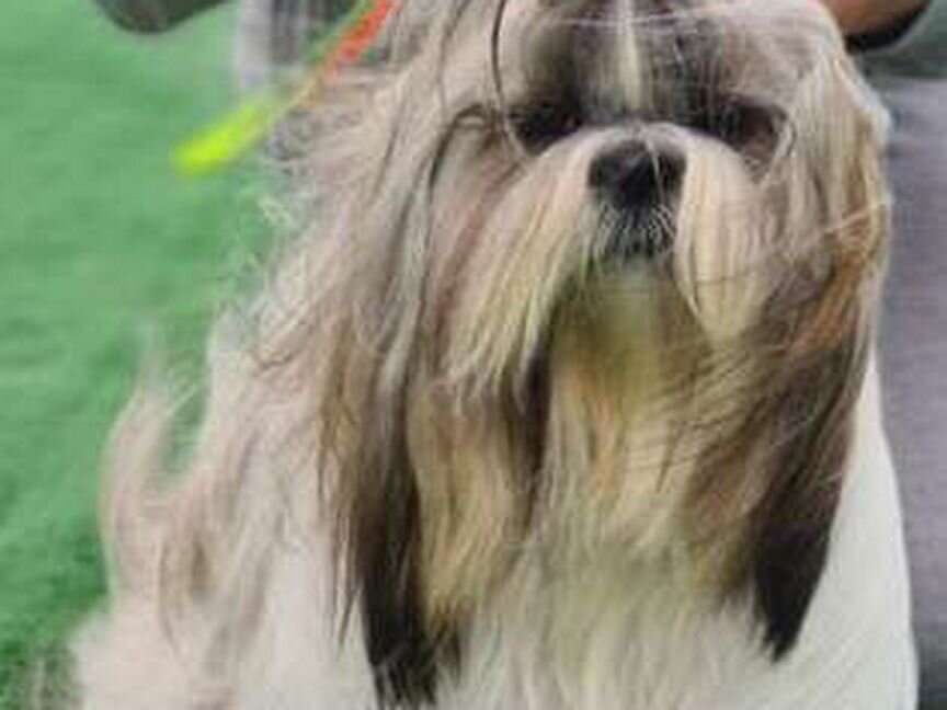 Ши-тцу вязка