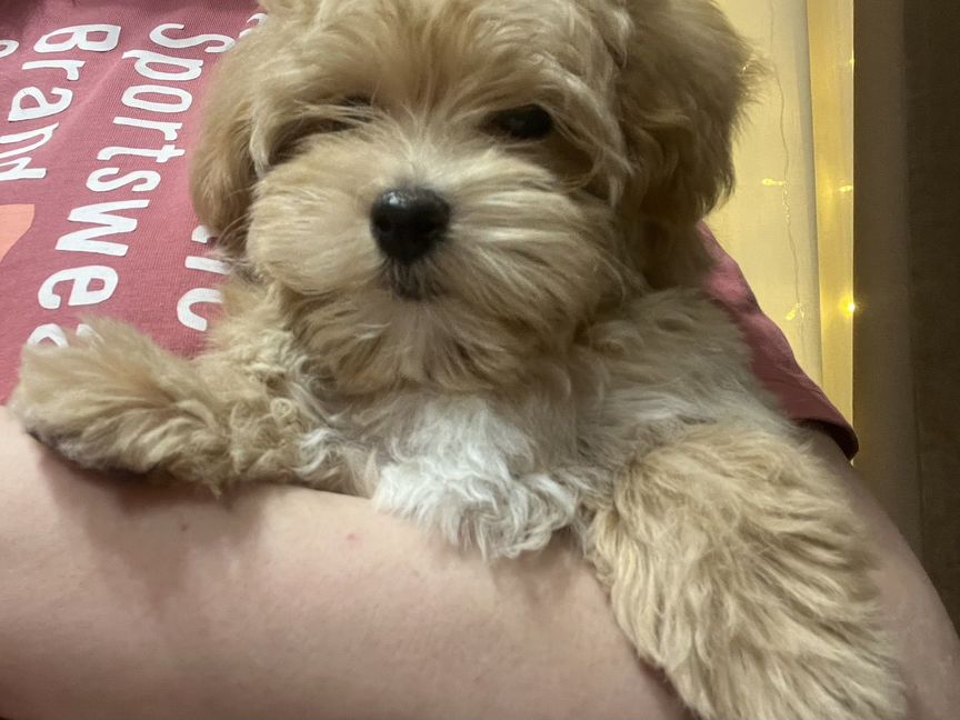 Мальтипу мини