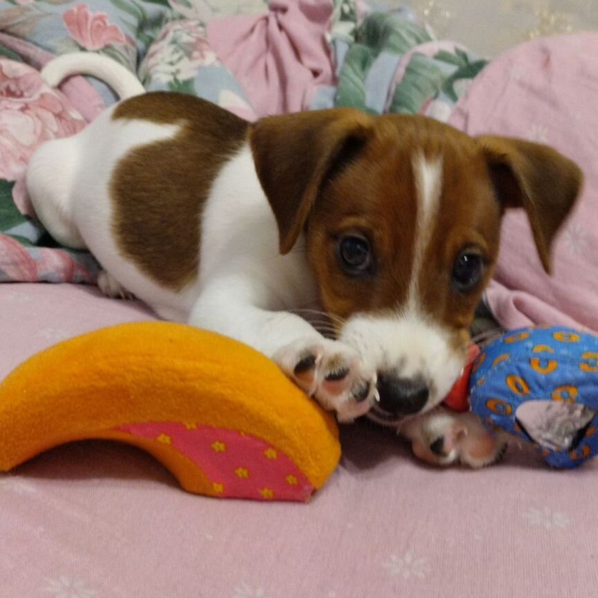 Джек-рассел-терьер, щенок