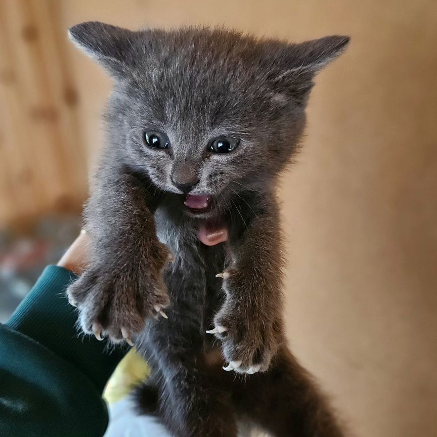 Просто серый котенок