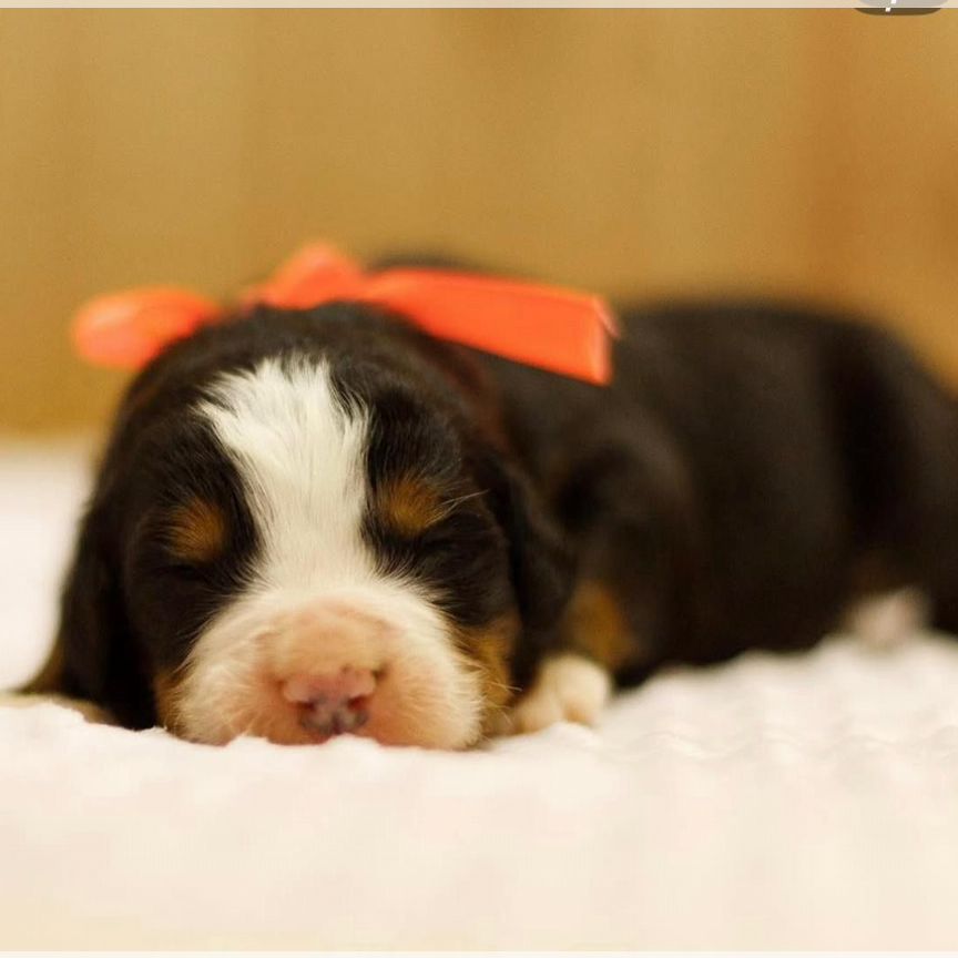 Бернский зенненхунд, щенок