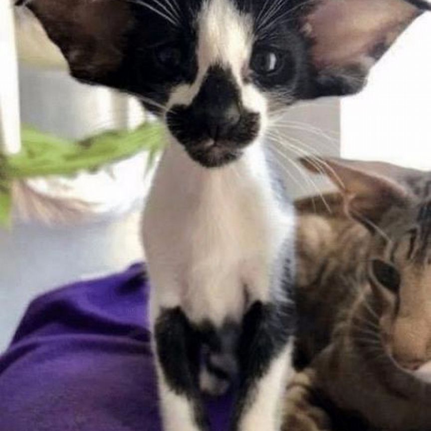 Рисую ваших питомцев