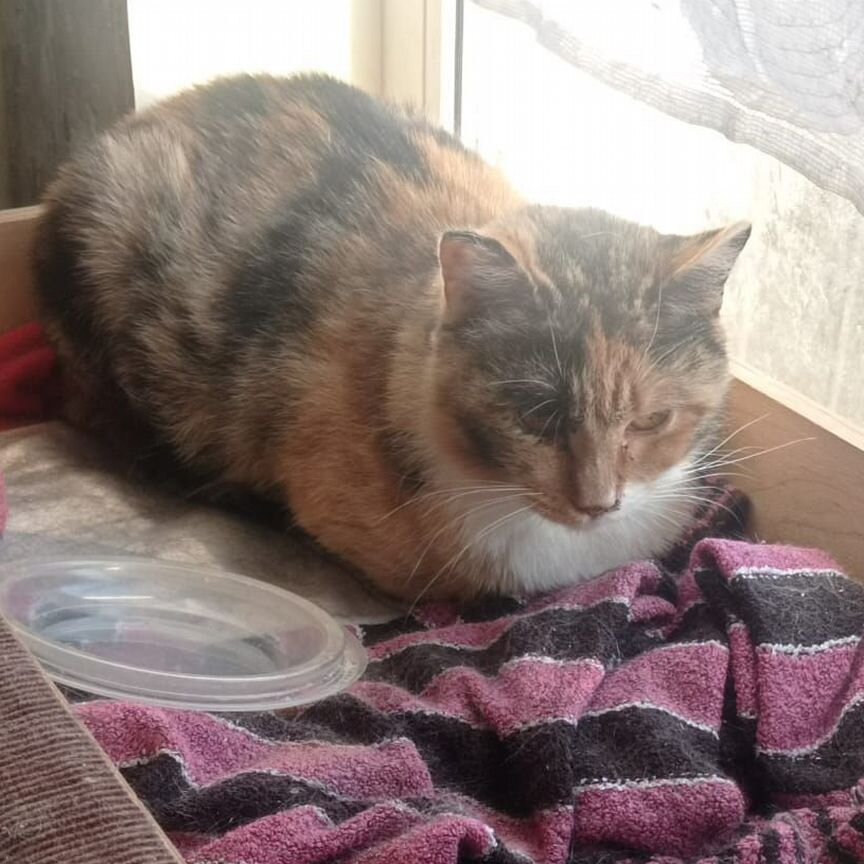 Кошечка очень красивой расцветки Бесплатно