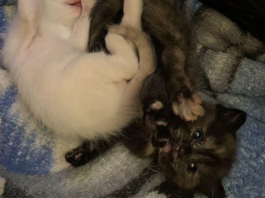 Кошечка ищет семью