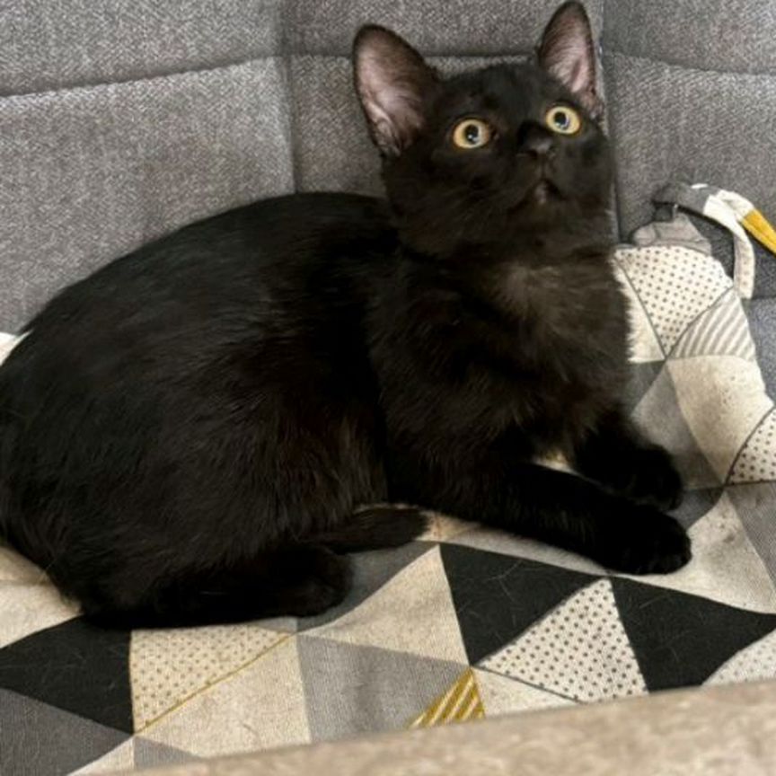 Мальчик, котёнок, бесплатно