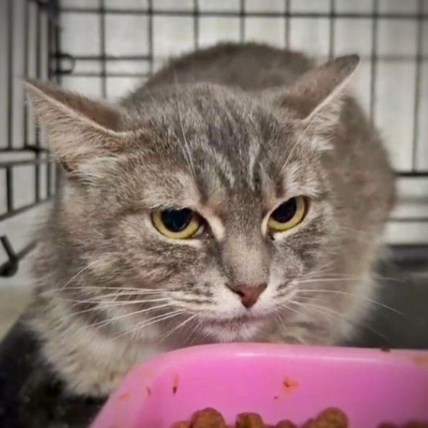 Стерильная Агата заботливым людям