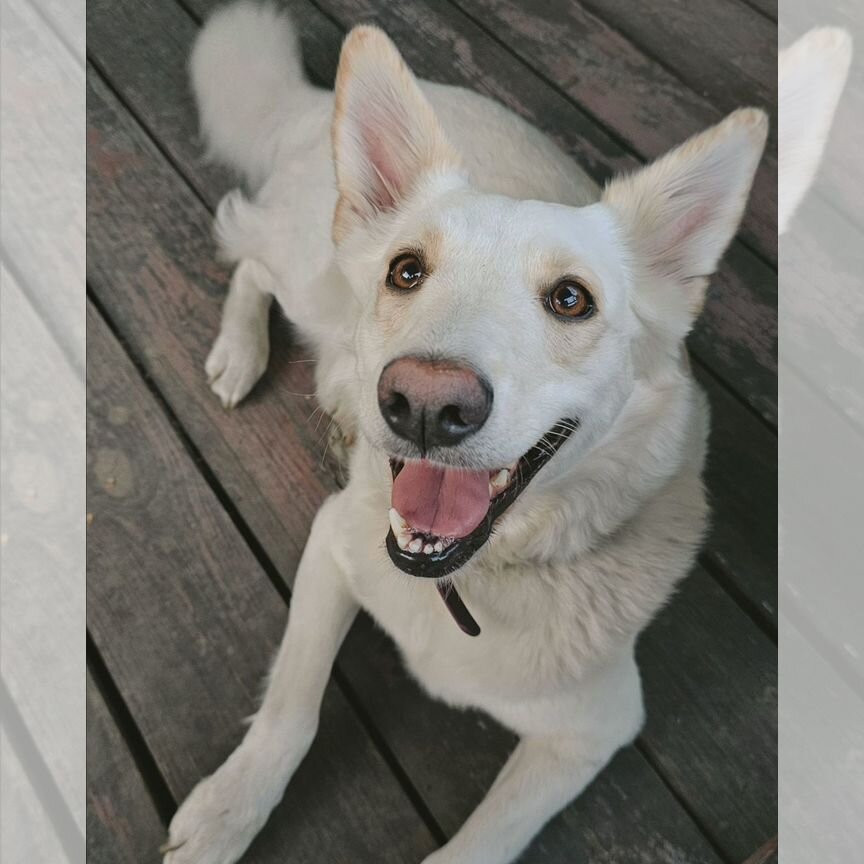 Щенок в добрые руки