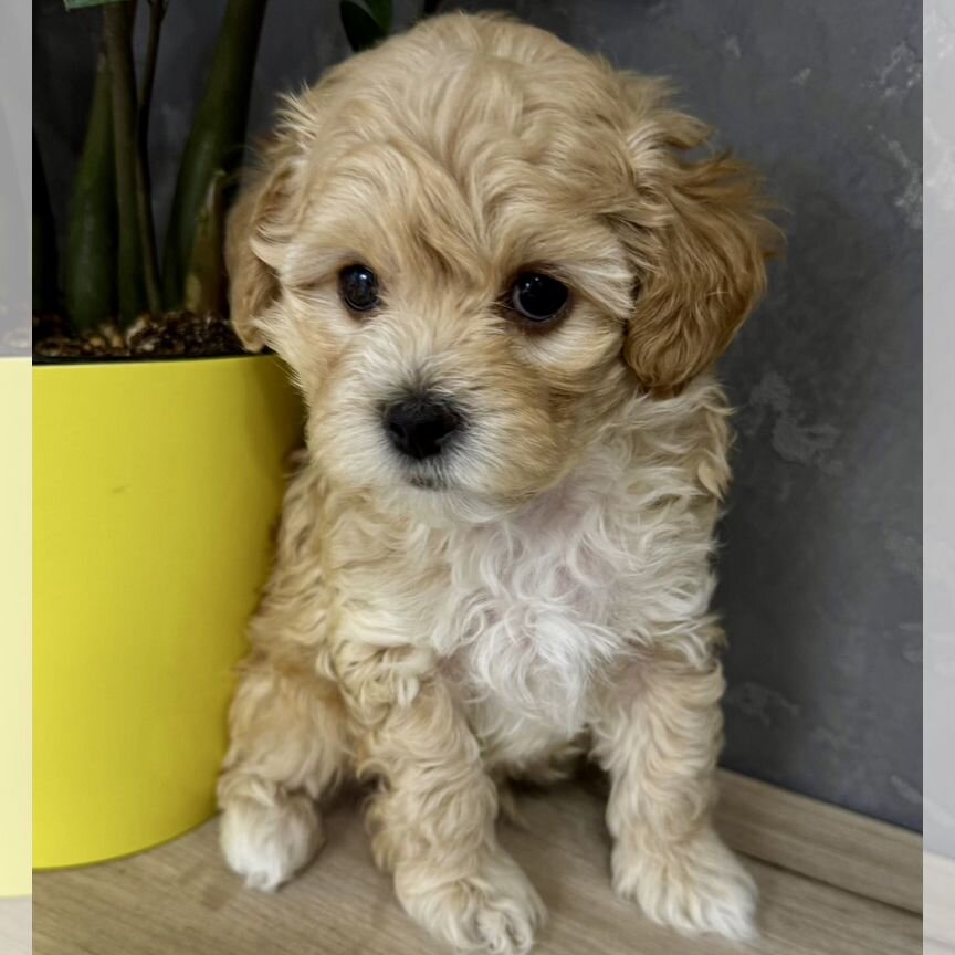 Мальтипу, щенок