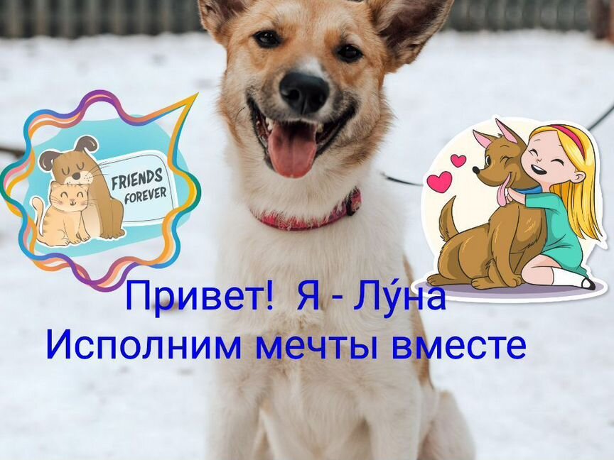 Собака для доброго мечтателя ищет семью