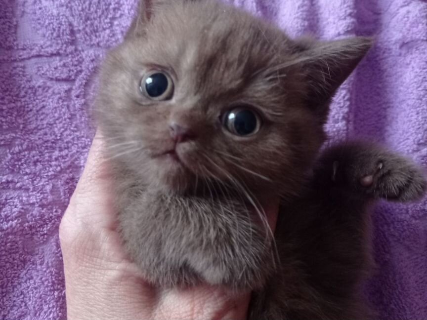 Шоколадные кошечки
