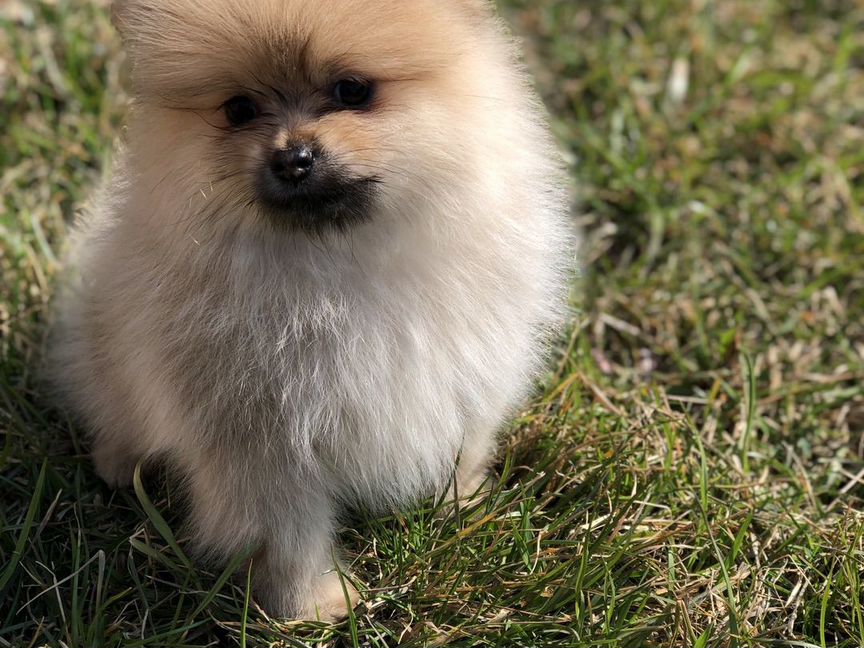Померанский шпиц