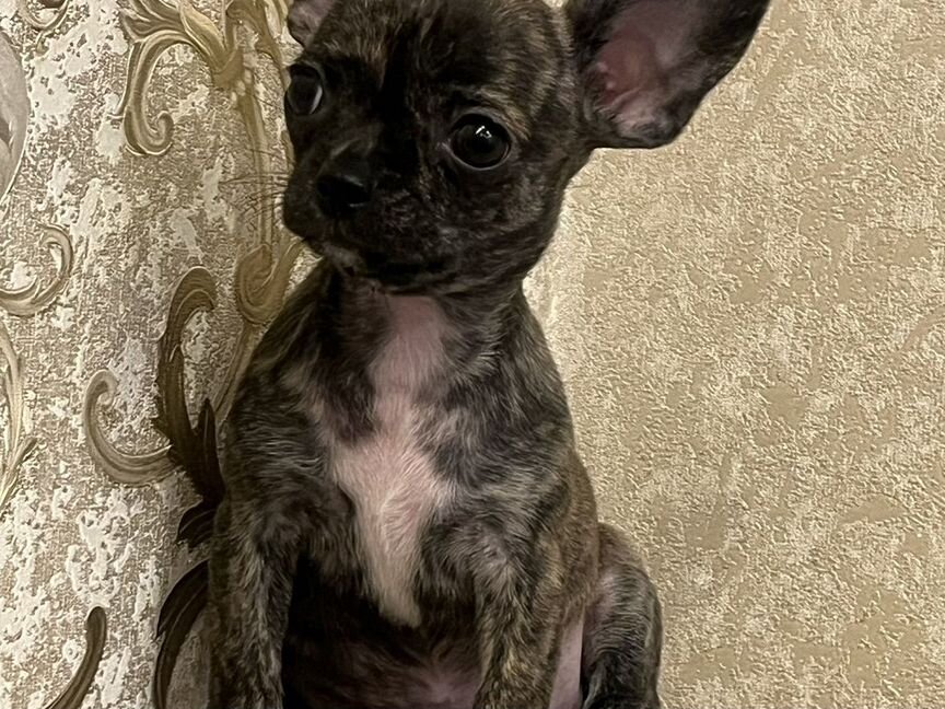 Тигровая девочка чихуахуа